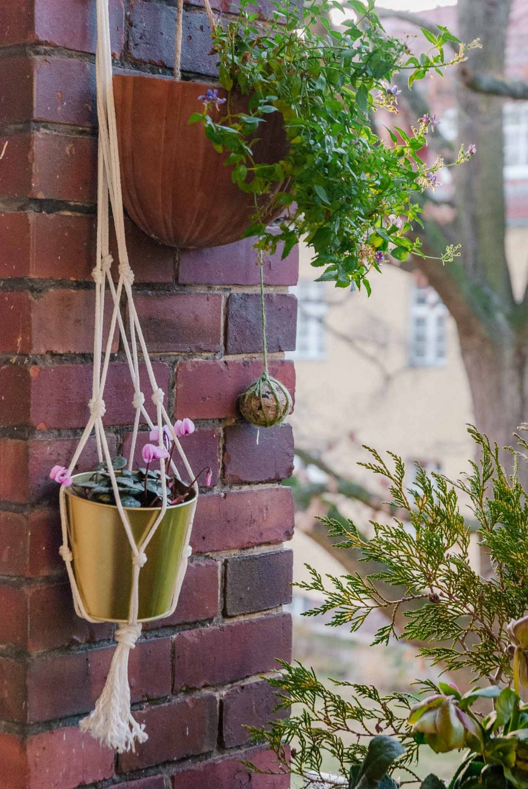 Winterpflanzen auf dem Balkon: Diese Lenzrosen wirst du lieben