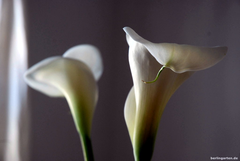 Viele Vasen ergeben den Strauß – berlingarten
