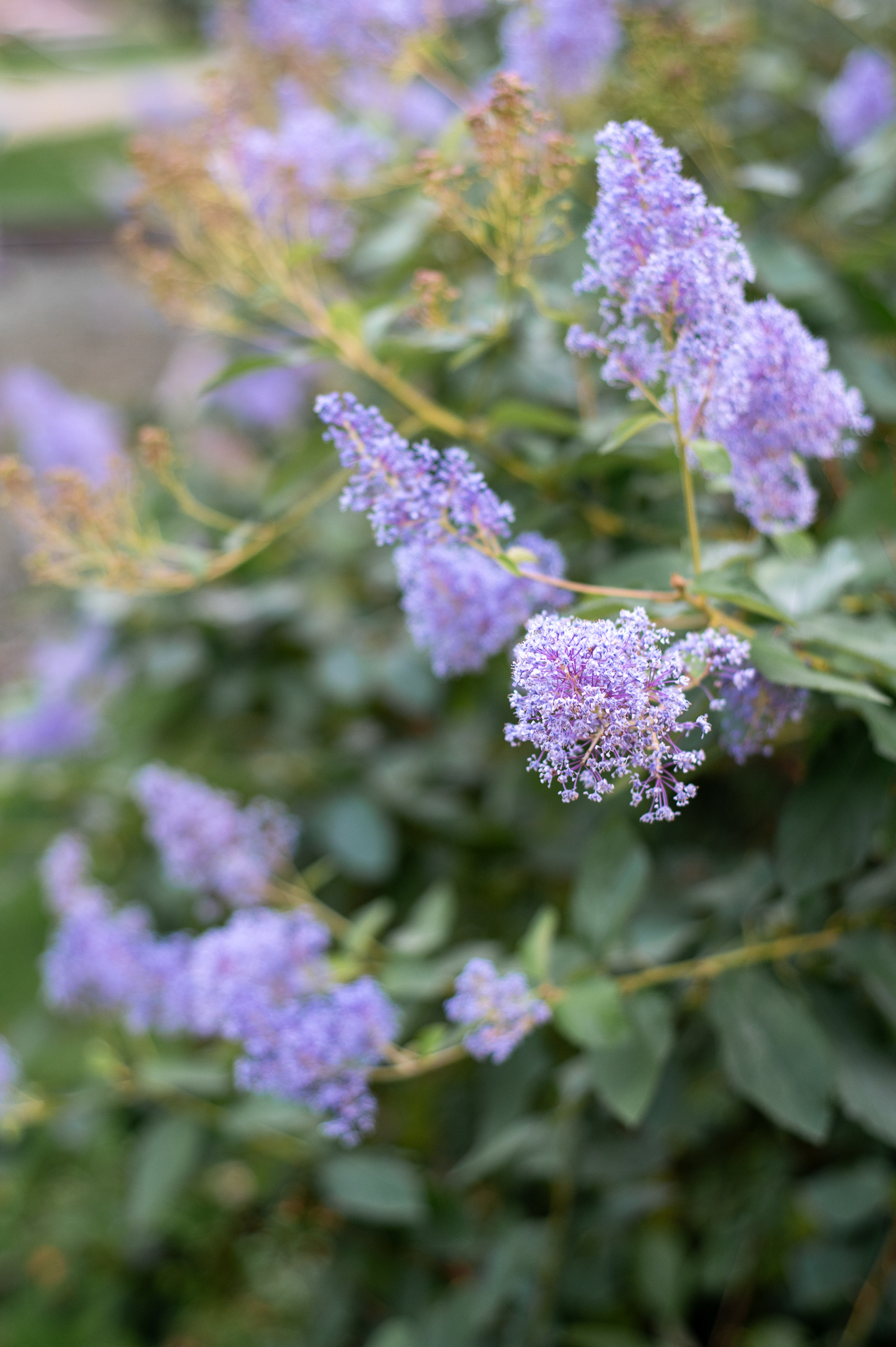 Kalifornischer Flieder: Pflanzen und Pflege von Ceanothus – berlingarten