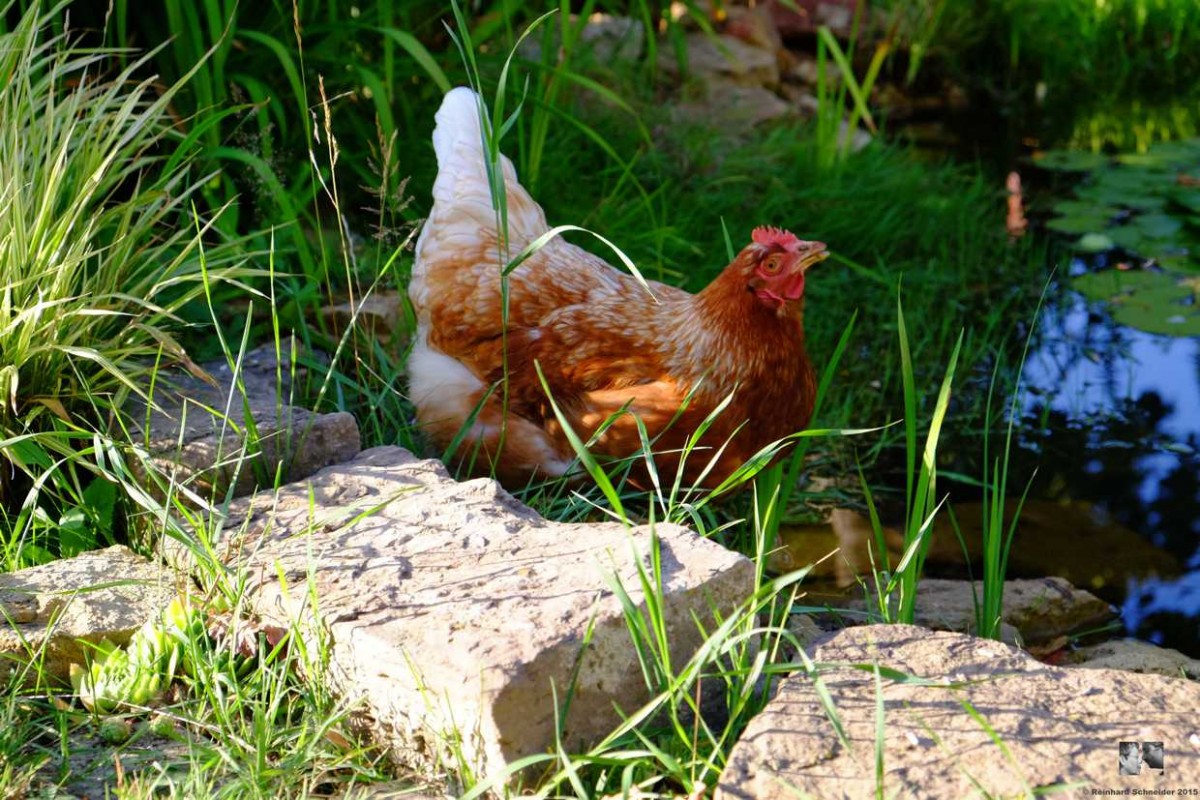 Interview: Sabines wunderschöner Selbstversorger-Garten – berlingarten