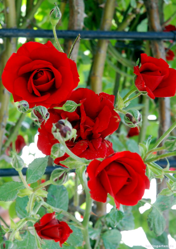 Rosen in Wien - Schlendern durch Volksgarten und Schönbrunn – berlingarten