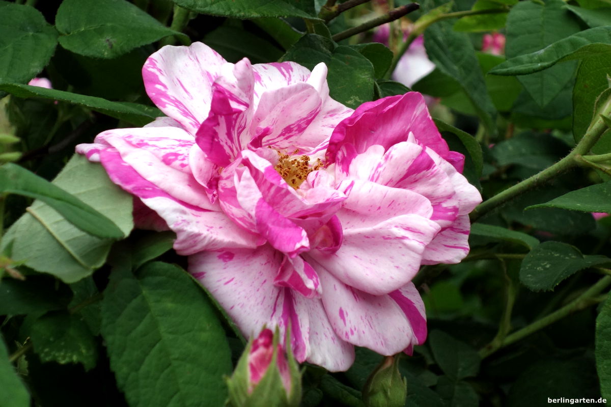 Eine gestreifte Rose aus der Hall of Fame: die historische Versicolor
