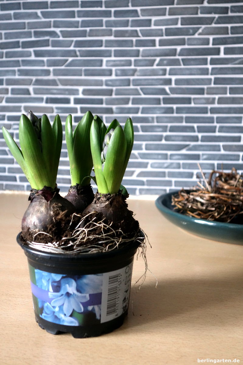 Im Frühlingslook: Nester mit Hyazinthen – berlingarten