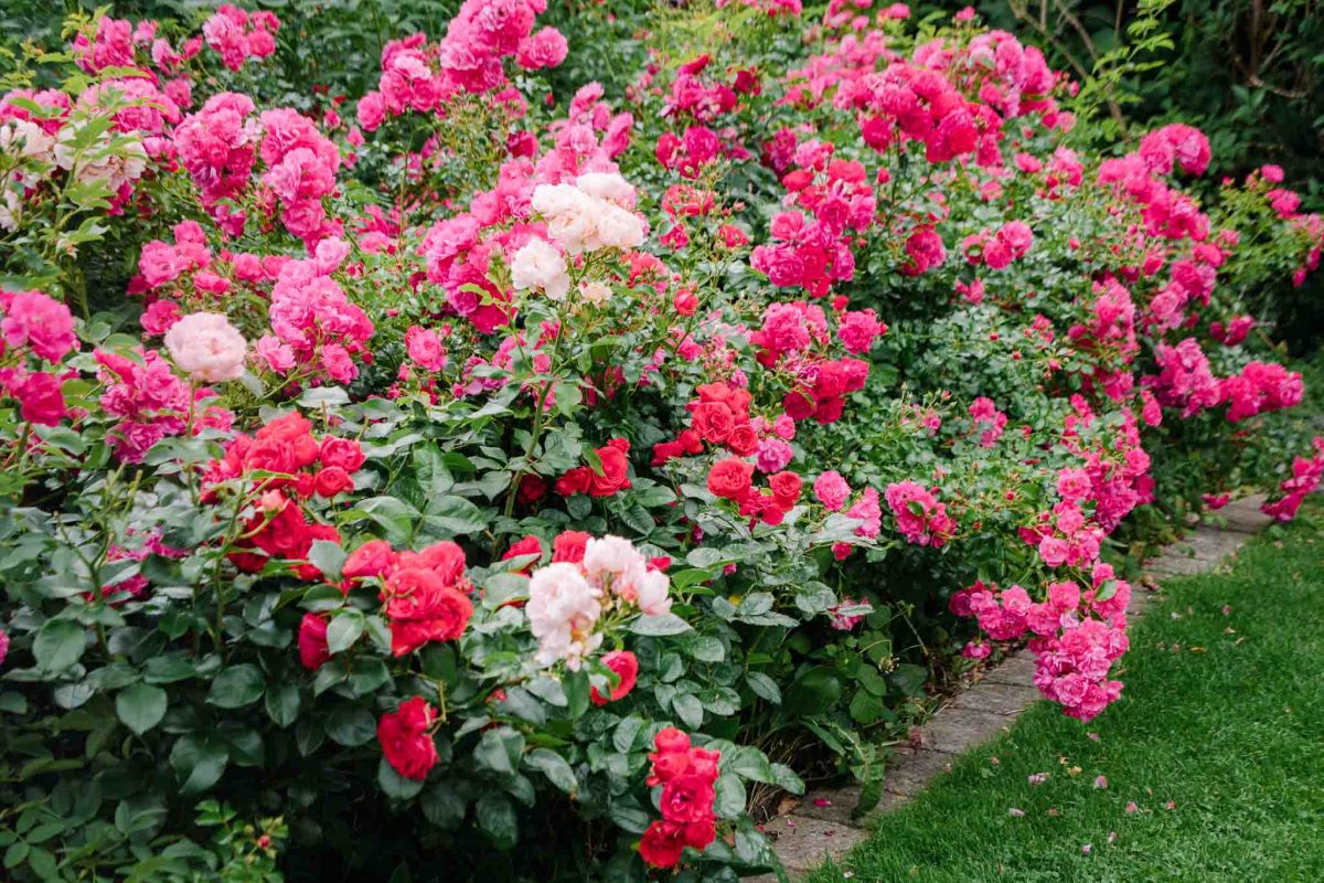 Rosen Fur Garten