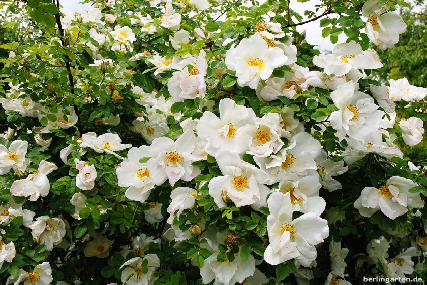 Die empfehlenswerte Rose schlechthin ist die Strauchrose Nevada