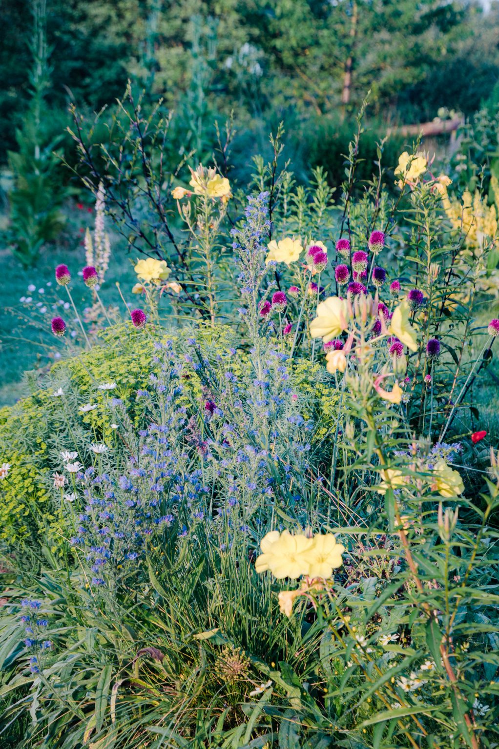 Sandbeet anlegen: passende Pflanzen, richtiges Vorgehen – berlingarten