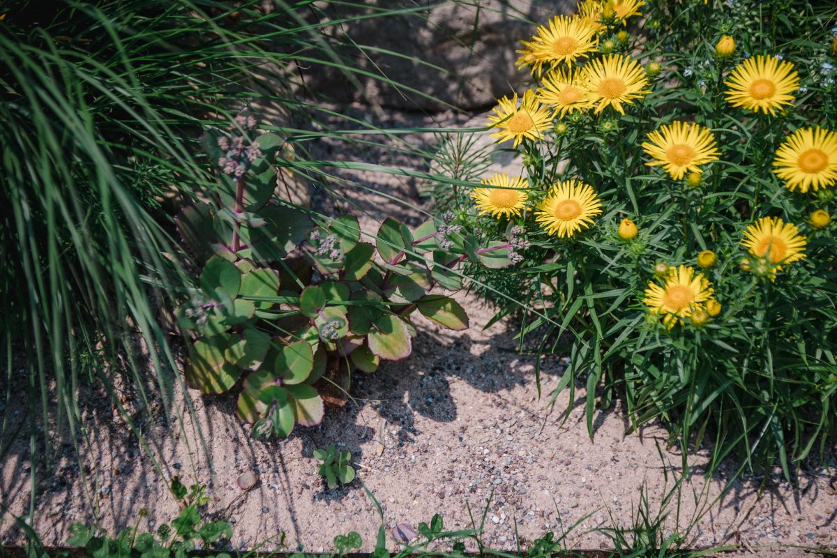 Sandbeet anlegen: passende Pflanzen, richtiges Vorgehen – berlingarten