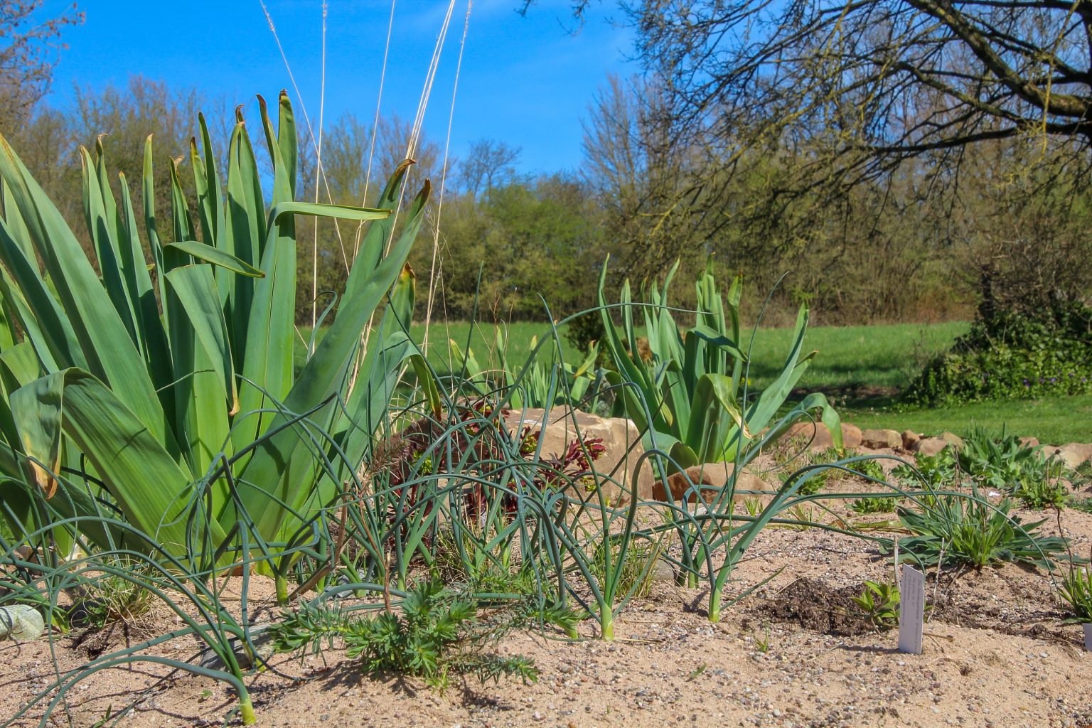 Sandbeet anlegen: passende Pflanzen, richtiges Vorgehen – berlingarten