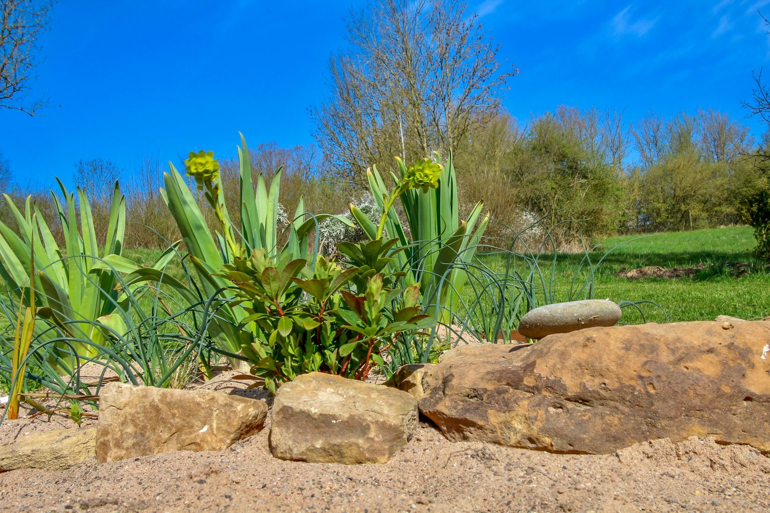 Sandbeet anlegen: passende Pflanzen, richtiges Vorgehen – berlingarten