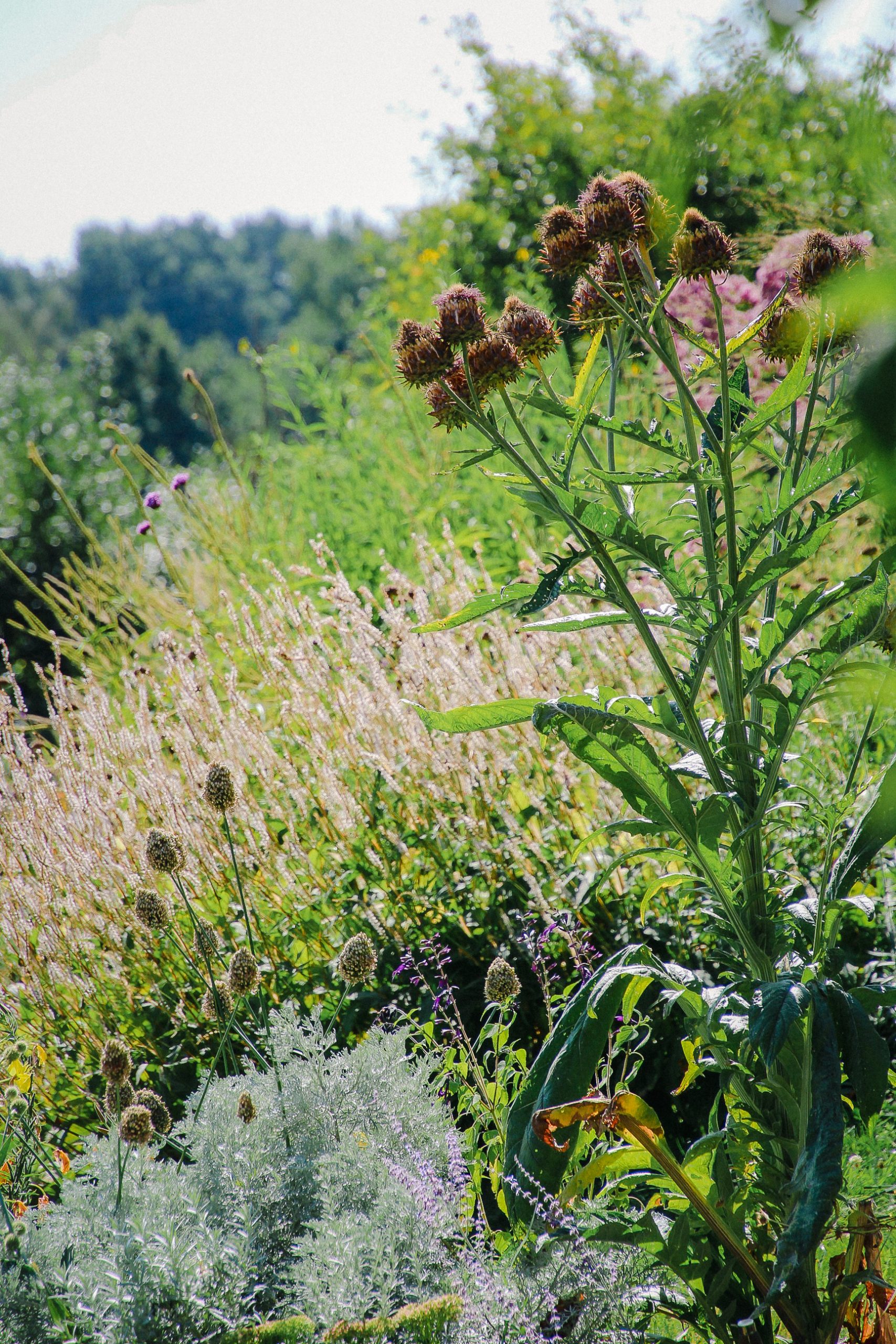 Sandbeet anlegen: passende Pflanzen, richtiges Vorgehen – berlingarten