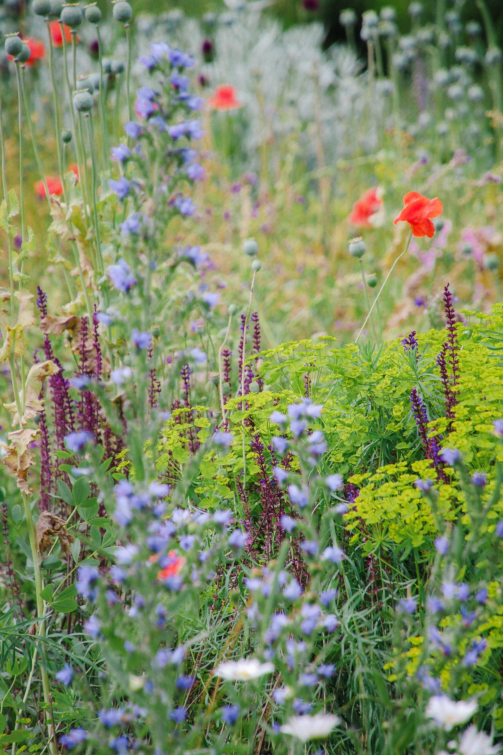 Sandbeet anlegen: passende Pflanzen, richtiges Vorgehen – berlingarten