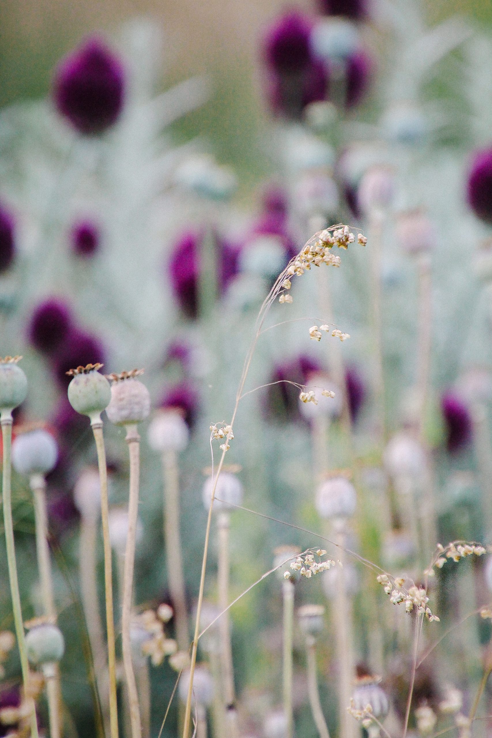 Sandbeet anlegen: passende Pflanzen, richtiges Vorgehen – berlingarten